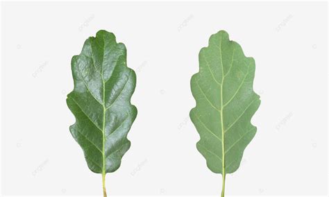 Gambar Eichen Png Vektor Psd Dan Clipart Dengan Background