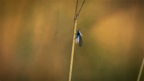 Woolly Aphid Aphid Insect Free Stock Video Pixabay