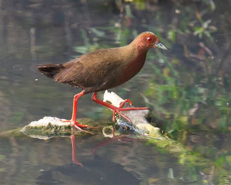 Ruddy Breasted Crake Shanghai Birding 上海观鸟
