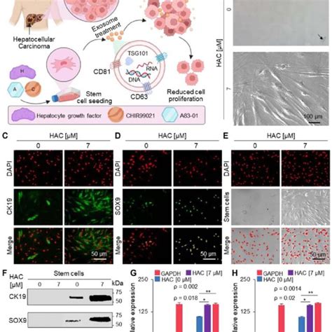Schematics And Characterization Of Hepatic Stem Cells A