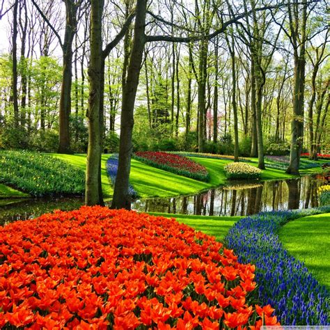 Famous Tulip Garden In Holland 4k Uhd Wallpaper For Ultrahd Desktop And