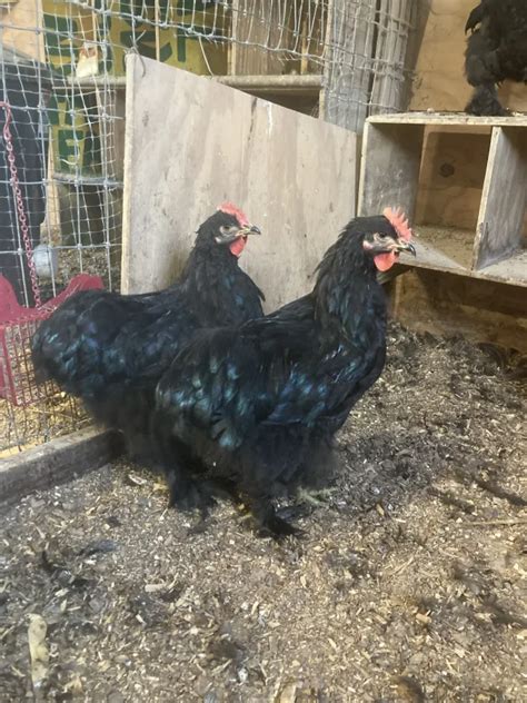 Wts 8 Black Cochin Cockerels Indiana Gun Owners Gun Classifieds