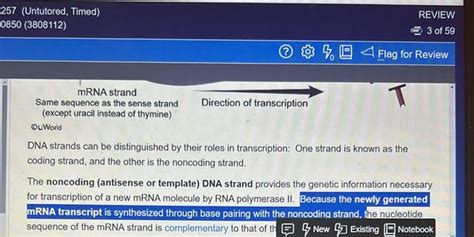 Whats The Function Of Coding And Non Coding Strands Of Dna Uplanet