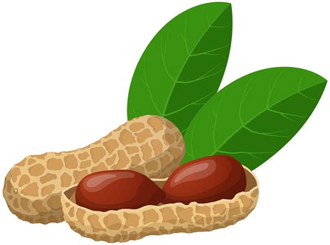 Peanut India Clipart 17 Free Cliparts Download Images On Clipground 2025