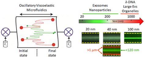 Oscillatory Viscoelastic Microfluidics For Efficient Focusing And Oscillatory Viscoelastic Microfluidics For Efficient Focusing And