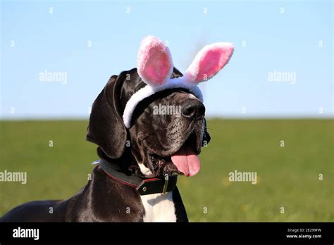 Cute Black Labrador Retriever Wearing White And Pink Fluffy Ear
