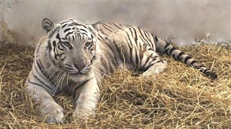 Tiger Conservation Bbc News