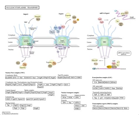 Nucleocytoplasmic Transport（核质转运） 核质转运通路（nucleocytoplasmic Transport