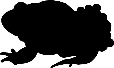 Alytes Obstetricans By Steven Traver Cc0 10 Phylopic