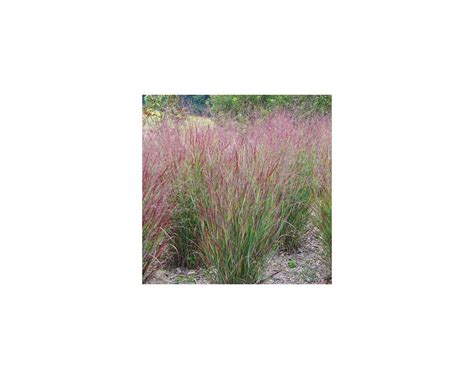 Shenandoah Switch Grass