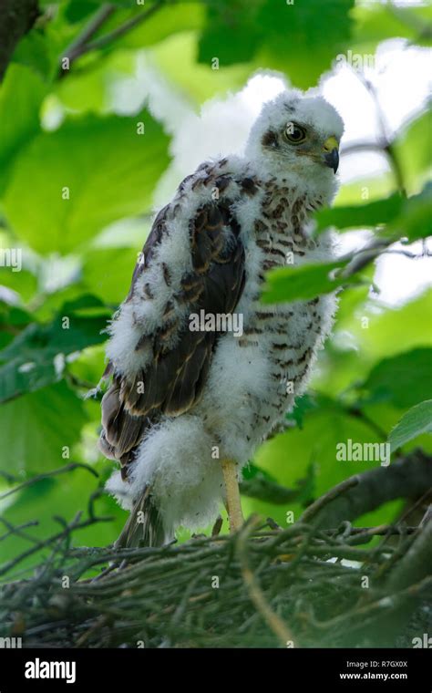 Accipiter Nisus The Nest Of The Eurasian Sparrowhawk In Nature Stock