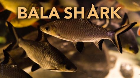 Bala Shark Silver Shark Size Tank Food Lifespan And More