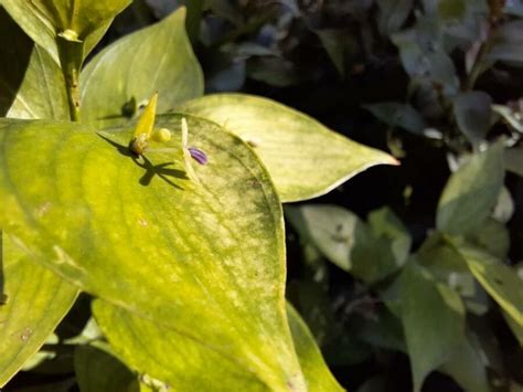 How To Grow Ruscus Hypophyllum Earthone