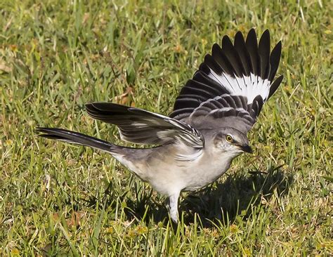 What Is The Florida State Bird