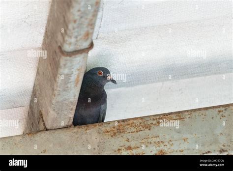Young Pigeon Perched Hiding On Steel Beam Of The House Local Bird