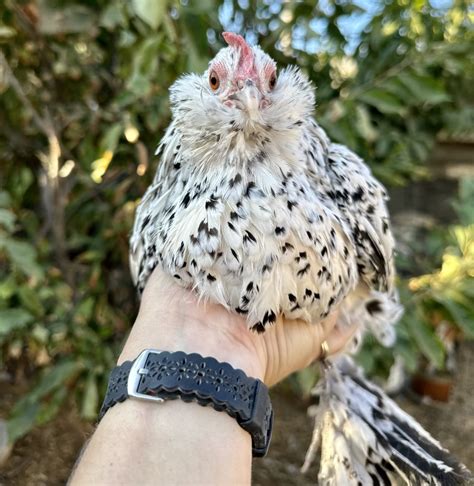 Buckaboo Duccles Buckaboo Farm