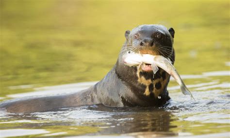 8 Incredible Animals In Brazils Amazon Rainforest Wanderlust