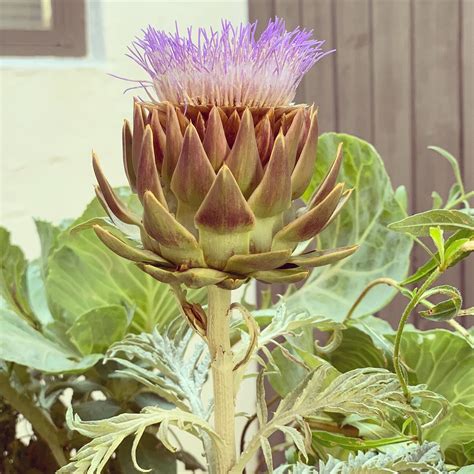 Artichoke Flower Everything You Need To Know Plants Craze