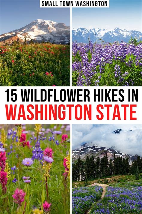 15 Best Wildflower Hikes In Washington State Artofit