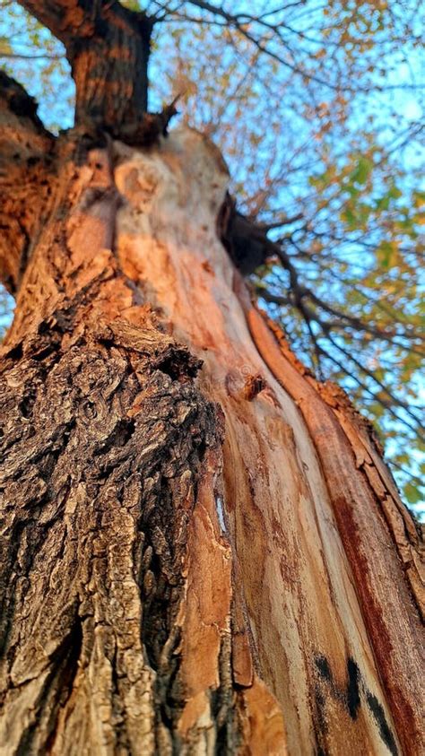Close Up Of A Tree Trunk With Its Bark Stripped Off From A Bottom Up
