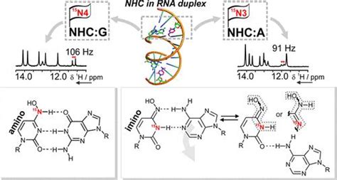 碱基配对 Rna 内 N4 羟基胞苷的互变异构状态acs Central Science X Mol