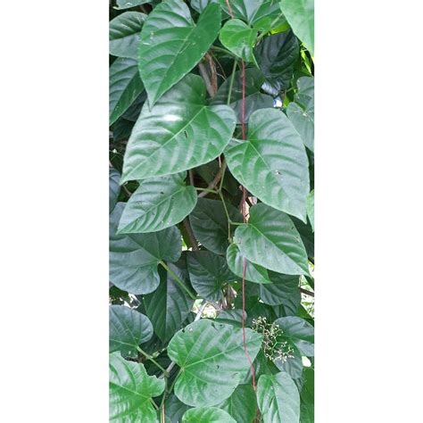 2 Keratan Cissus Nodosa Princess Vine Pokok Rambut Menjalar Root Climbing Princess Vine