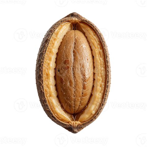 Open Pecan Nut Shell Showing Kernel Inside 54678372 Png