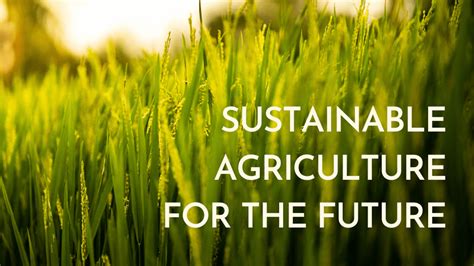 Crop Rotation Practice For Sustainable Farming Guide