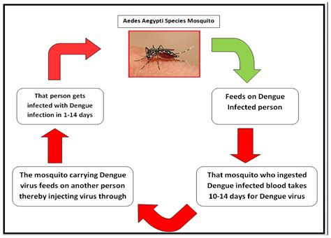 Early Warning System Dengue Fever At John Ricks Blog