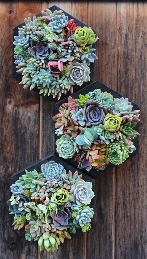 Wall Hanging Succulent Arrangements Best Succulent Ideas