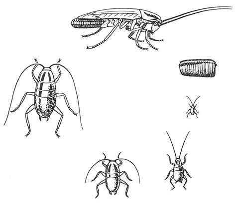 Insects Life Cycle And Development