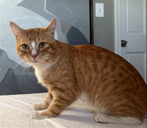 Leo Kitty Connection