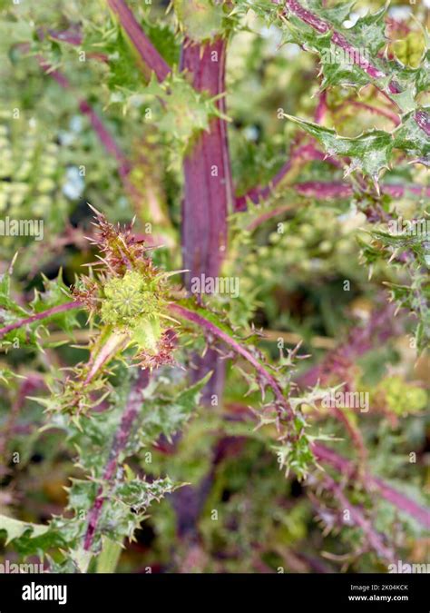 Semi Abstract Close Up Natural Plant Portrait Of Sonchus Asper Prickly