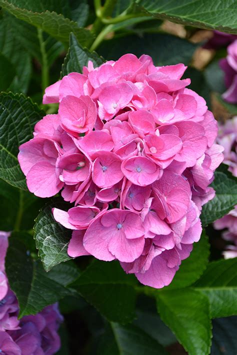 Cityline Vienna Hydrangea Hydrangea Macrophylla Vienna Rawi In London Ontario On At