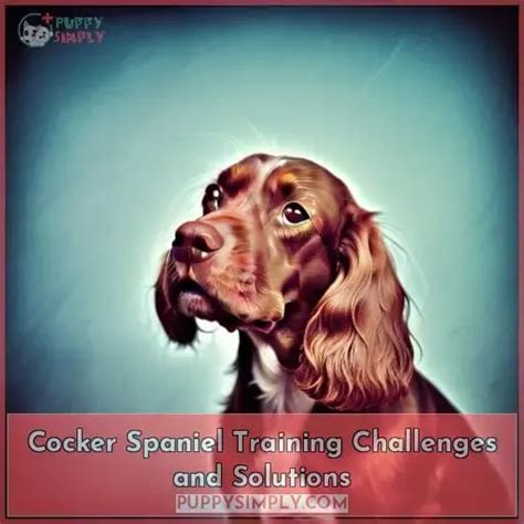 Training A Cocker Spaniel Tips Challenges And Solutions