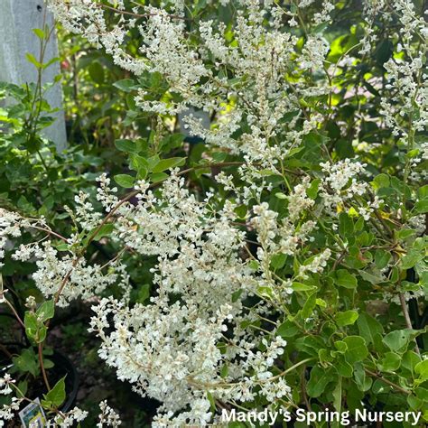 Silver Lace Vine Polygonum Aubertii