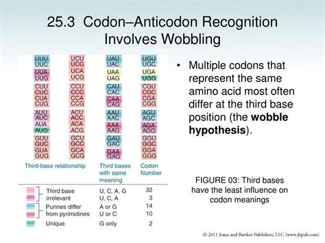 Ppt Chapter 25 Using The Genetic Code Powerpoint Presentation Free