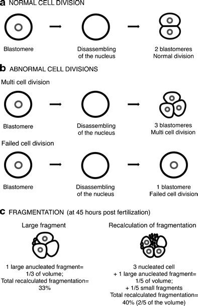 Examples Of A Normal Cell Division B Abnormal Cell Divisions And C