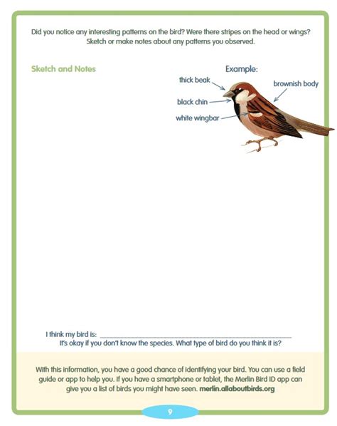 Free Printable Bird Guide A Magical Homeschool