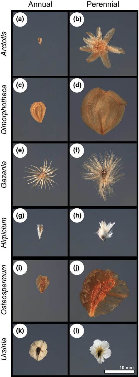 Samples Of Mature Fruit Of Annual Left And Perennial Right Southern Download Scientific