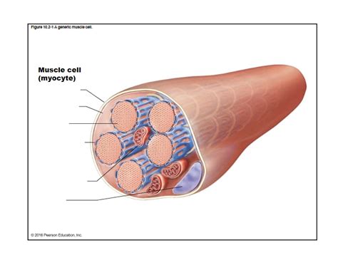 Generic Muscle Cell Labling Quiz