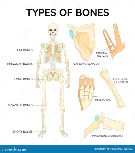 Bottypes Skelet Educatief Anatomisch Diagram Beenlocatie En