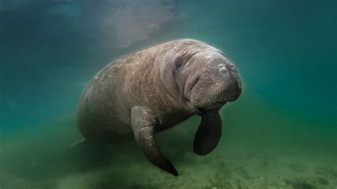 Nature Wild Florida” Arizona Pbs