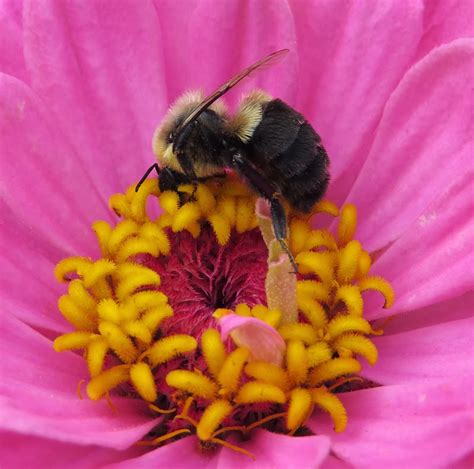 Bumblebee Blog Common Eastern Bumblebee