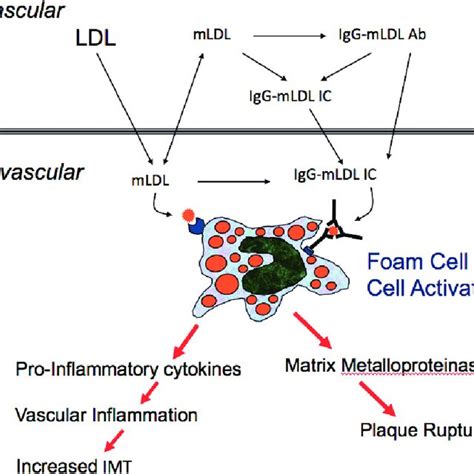 Diagrammatic Representation Of The Physiopathological Role Of Mldl Ic