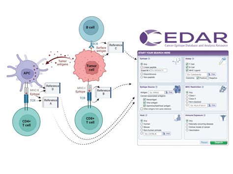Nar Breakthrough The Cancer Epitope Database And Analysis Resource Cedar
