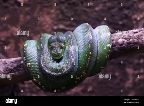 Closed Up Picture Of Green Tree Python Rolling On A Tree Trunk Stock Photo Alamy