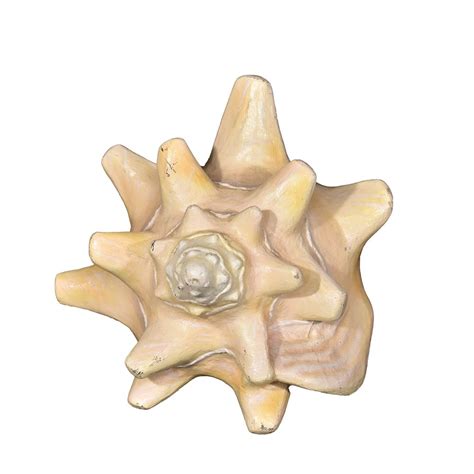 Giant Sea Shell White Theme Productions