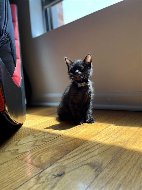 Tiny Blep From A Tiny Cat Rblep