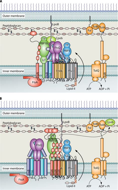 Schematic Representation Of The Possible Interactions And Activation In Download Scientific